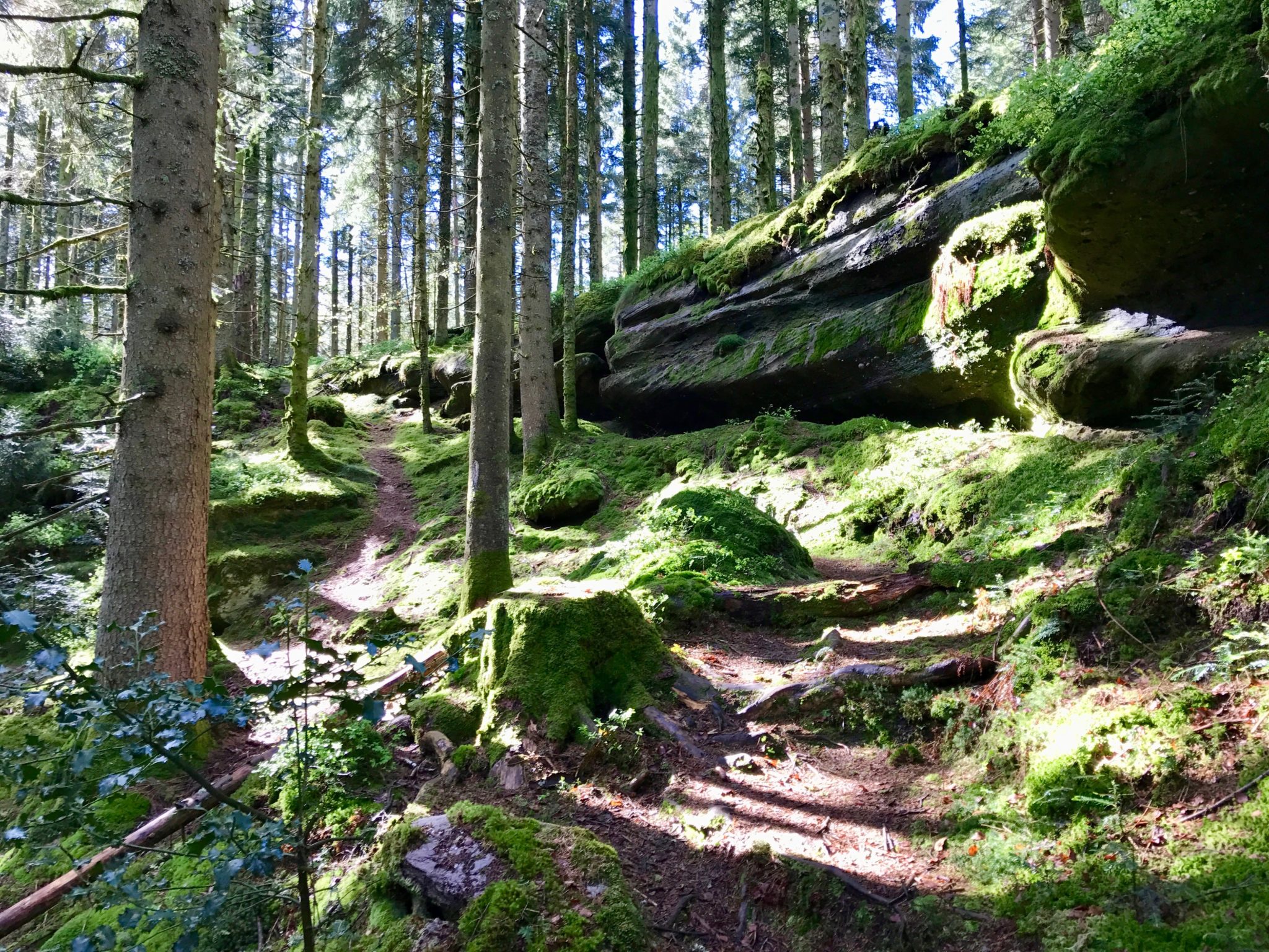 À la découverte du Massif du Fossard - Communauté de Communes de la ...